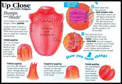 Your Taste and Smell Laminated Chart