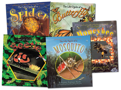 Life Cycles of Insects English Book Set | National School Products