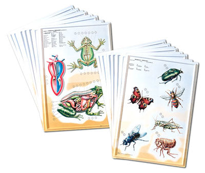 3-D Zoology Charts Set | National School Products