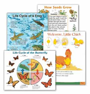 Life Cycles Chart Set | National School Products
