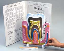 Tooth Anatomy Model | National School Products
